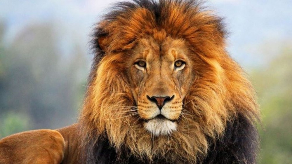 Un leu, surprins în Republica Moldova. Cui aparține pisica exotică ...